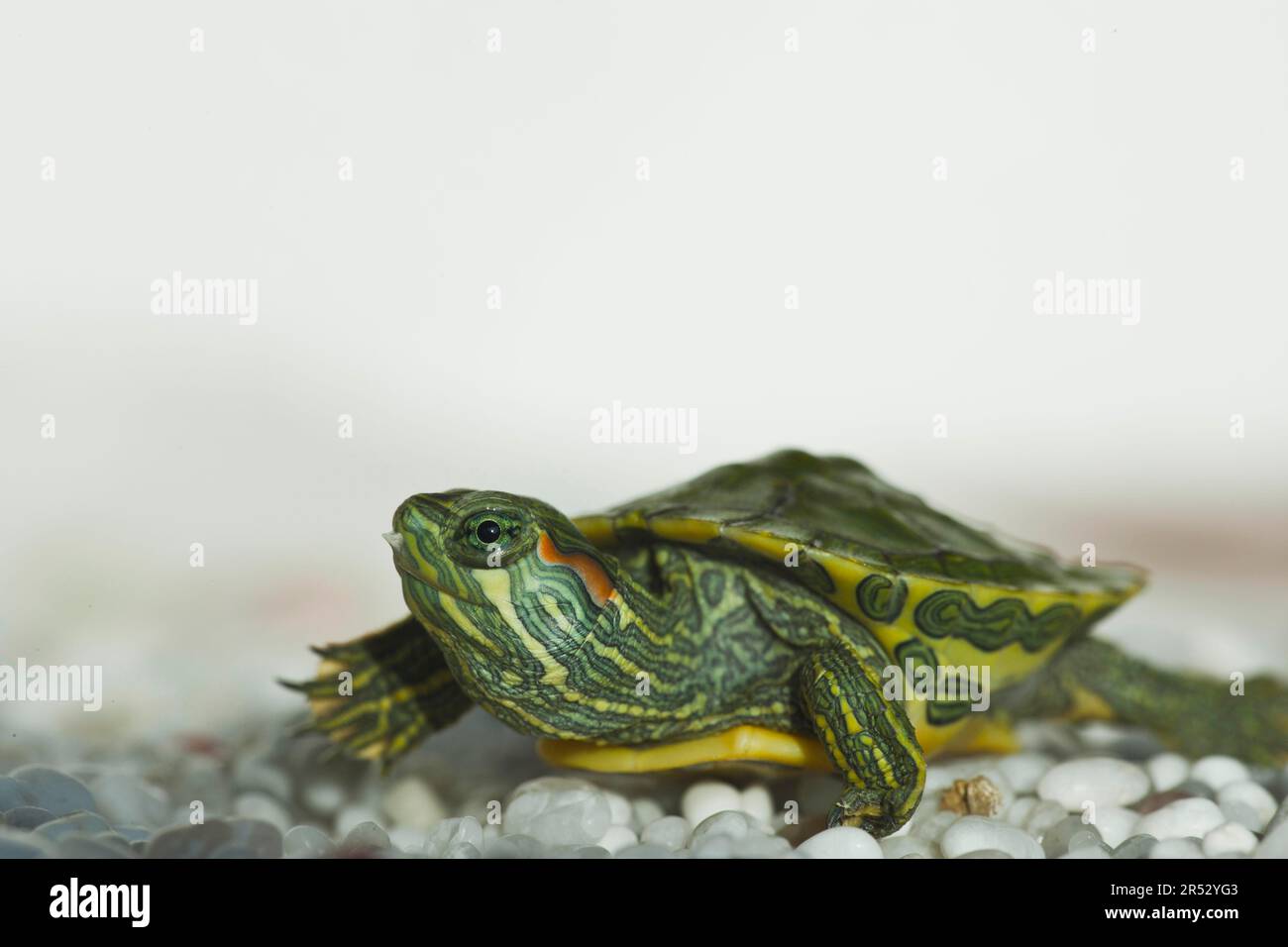 Red-eared Slider (Trachemys scripta elegans), juvenile with egg-tooth ...