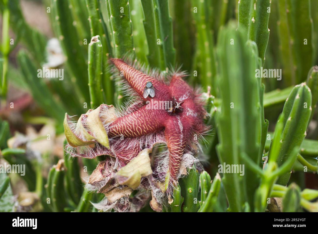 Fly on Carrion Plant (Stapelia gigantea Stock Photo - Alamy