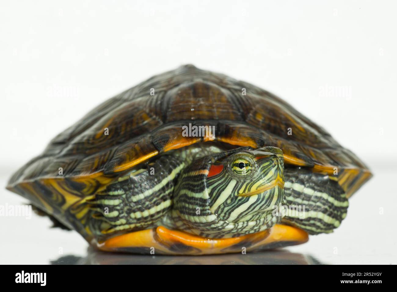 Red-eared Slider (Trachemys scripta elegans) (Pseudemys scripta elegans ...