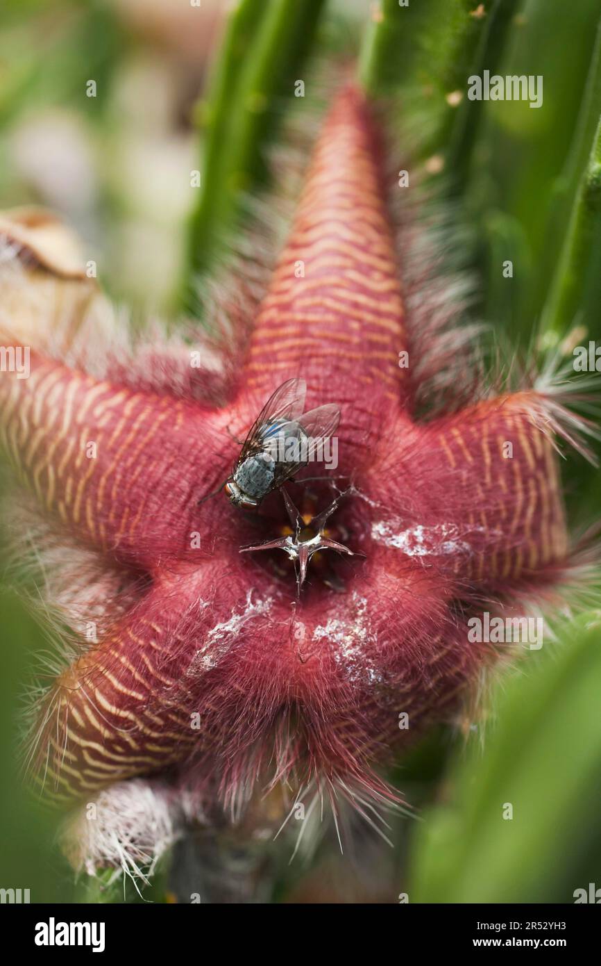 Carrion plant hi-res stock photography and images - Alamy