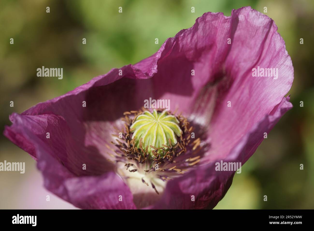 Mohn papaver art hi-res stock photography and images - Alamy
