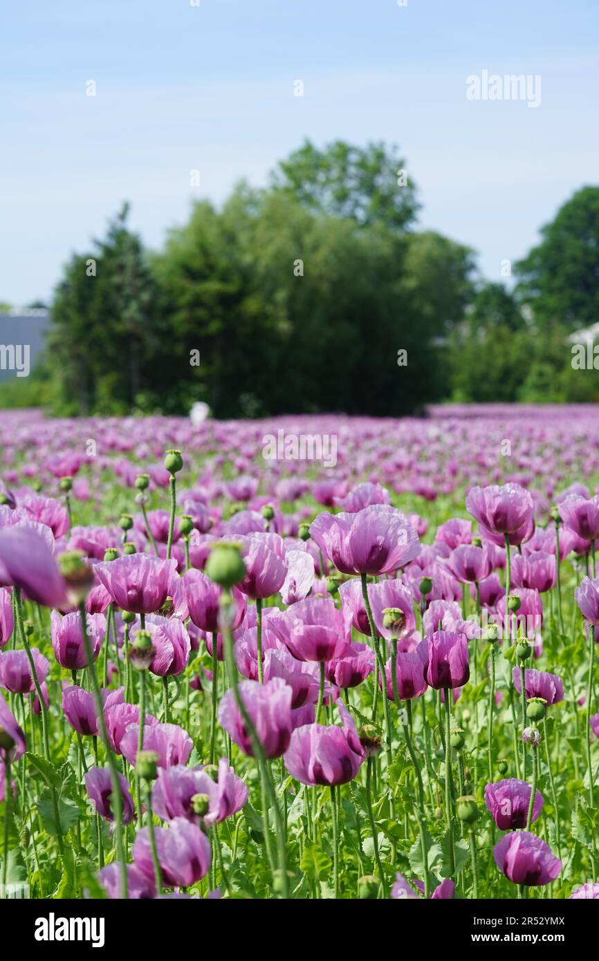 A picture of a field of pink poppies is processed into baker’s poppy ...