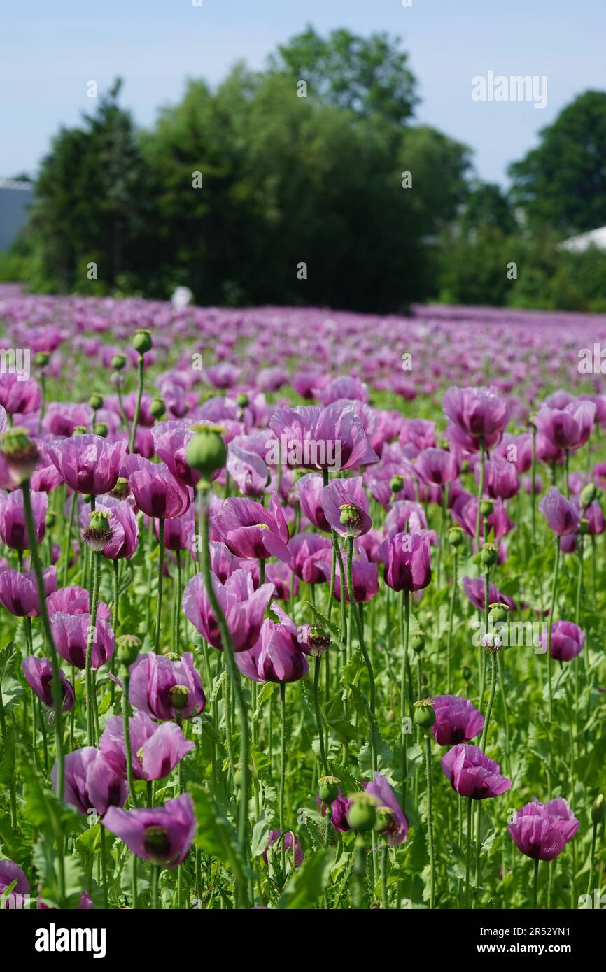 A picture of a field of pink poppies is processed into baker’s poppy ...