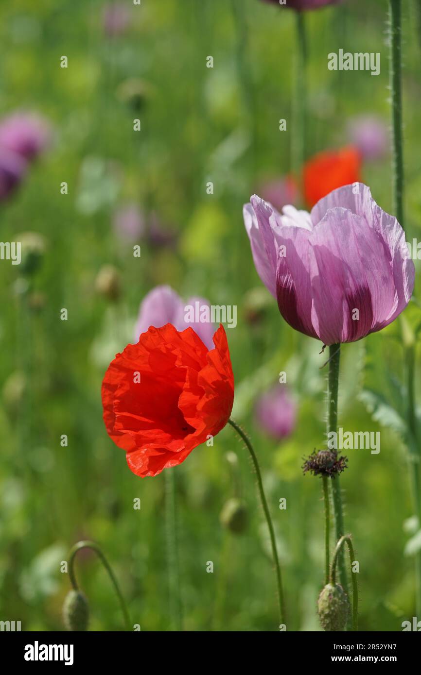 Mohn papaver art hi-res stock photography and images - Alamy