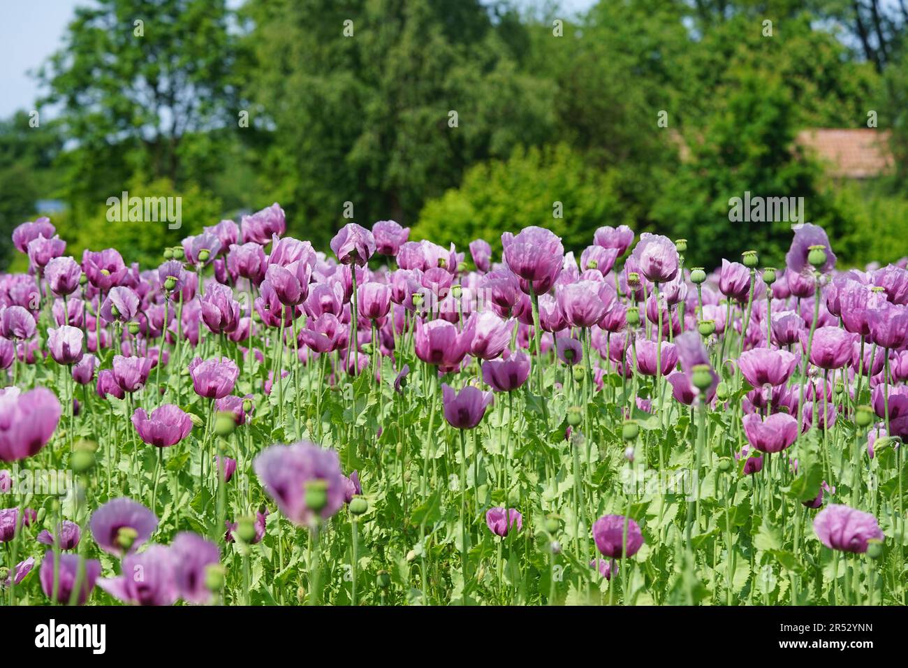 A picture of a field of pink poppies is processed into baker’s poppy ...