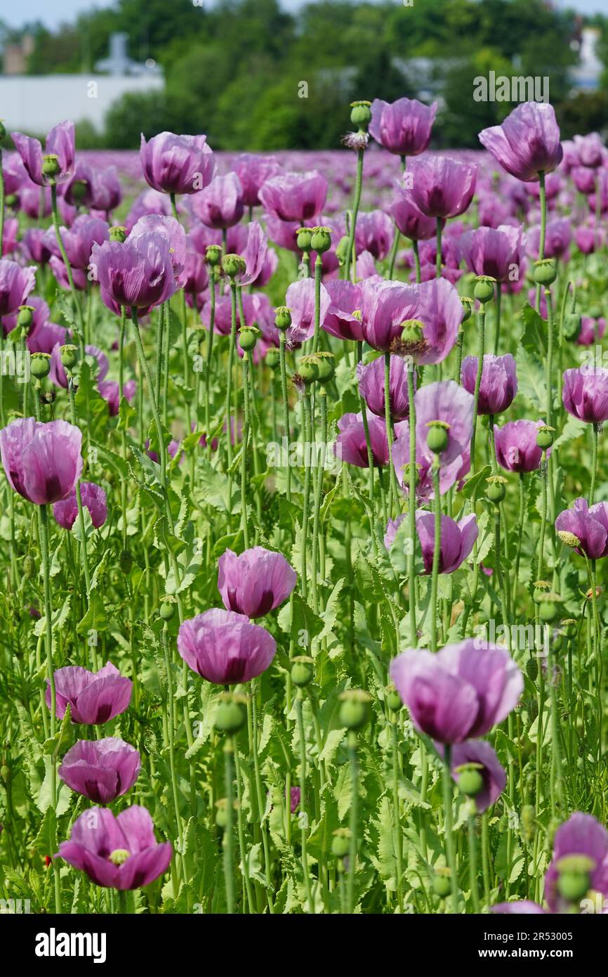 A picture of a field of pink poppies is processed into baker’s poppy ...