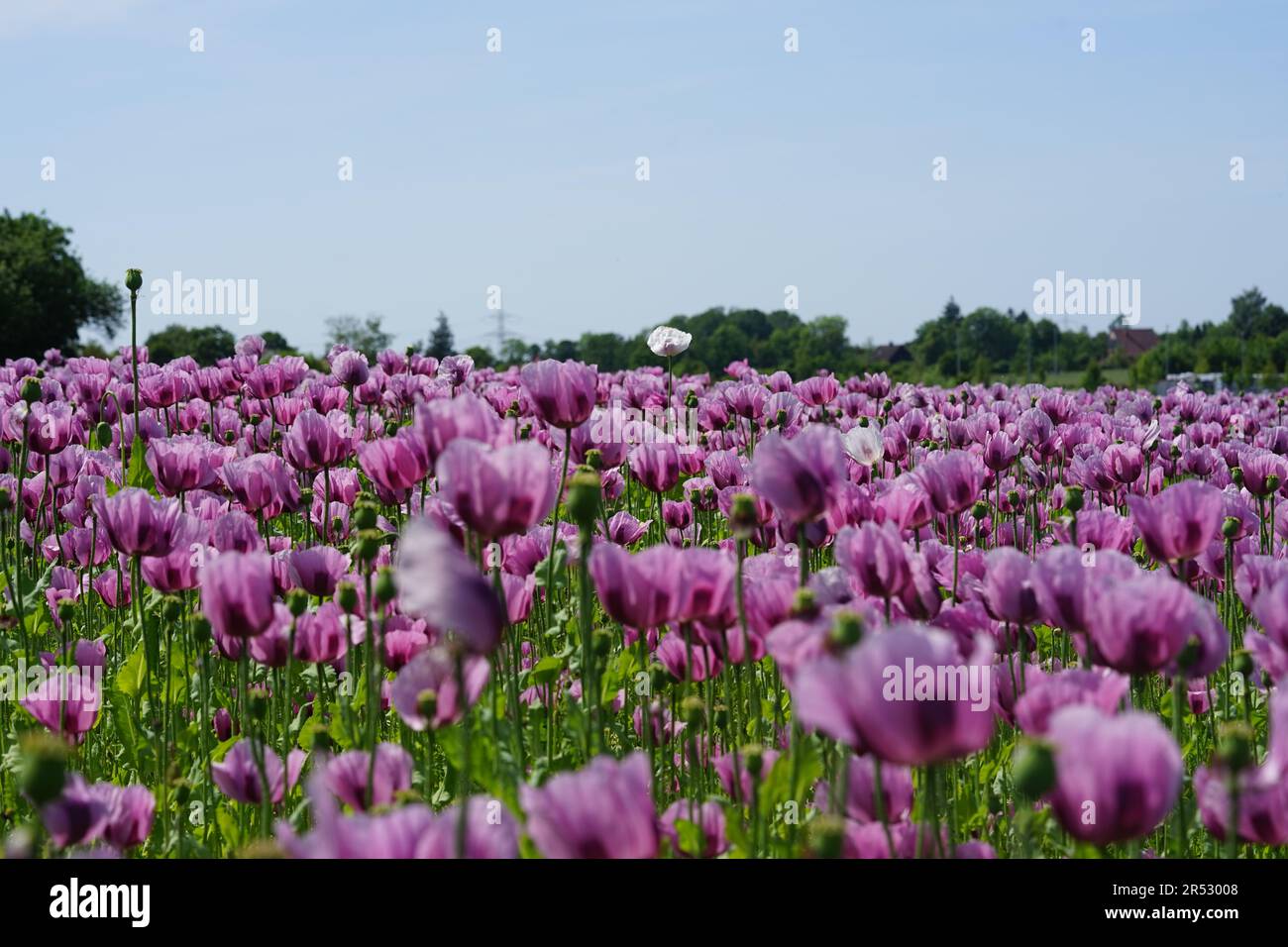 A picture of a field of pink poppies is processed into baker’s poppy ...
