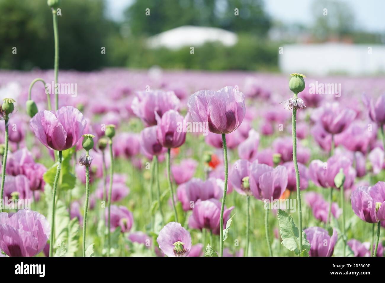 A picture of a field of pink poppies is processed into baker’s poppy ...