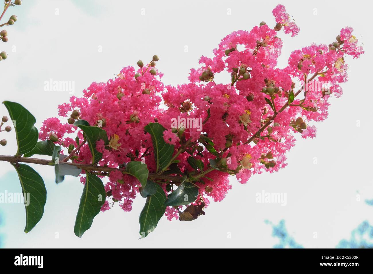 Close up pink crape myrtle flower with isolated green and blue sky ...