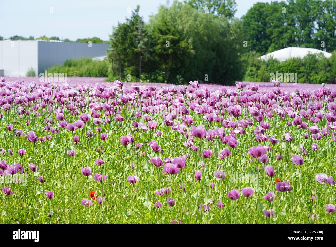 Pink poppy fields hi-res stock photography and images - Alamy