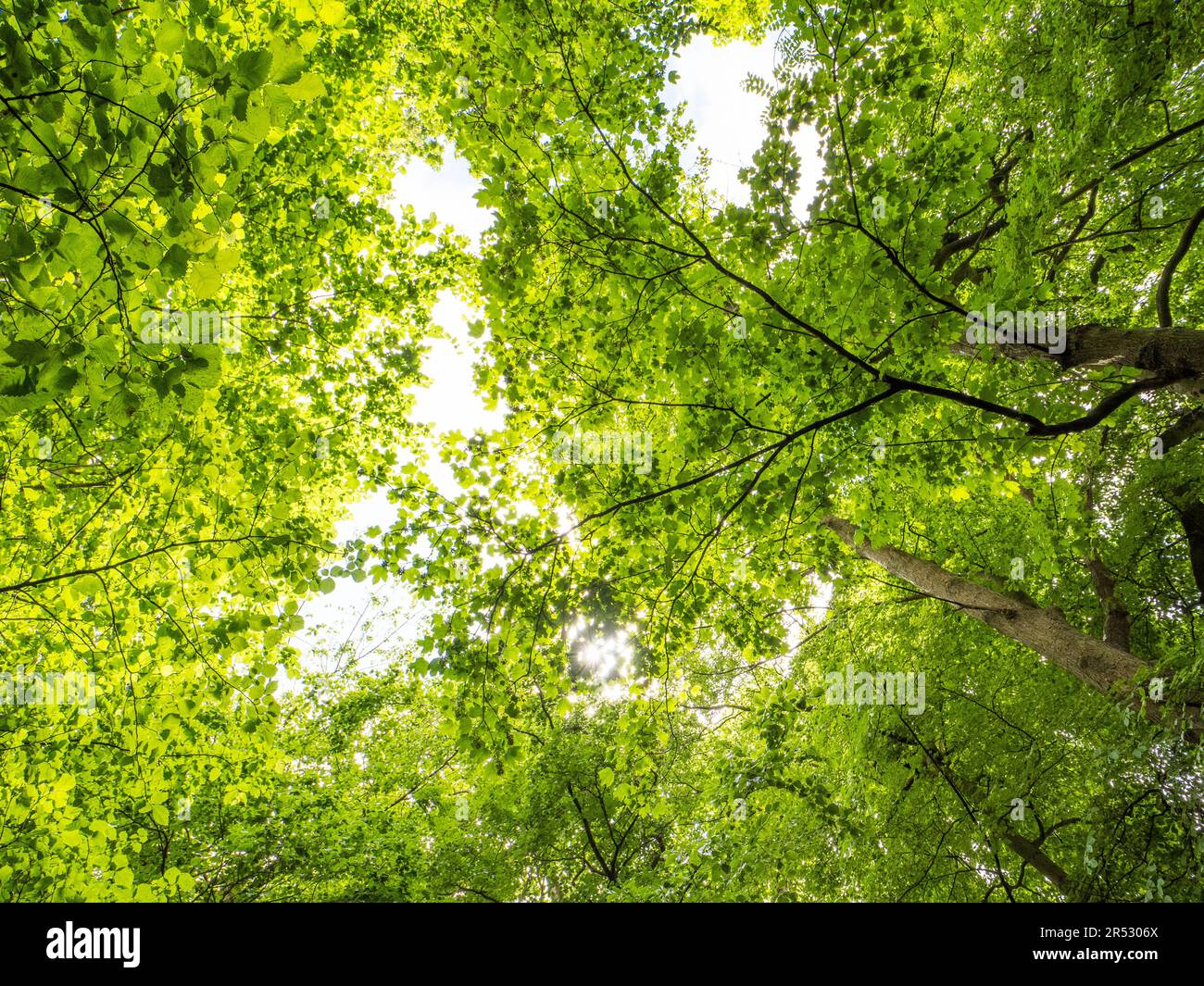 View Looking up into Trees, Balmore Walk, Caversham, Reading, Berkshire ...