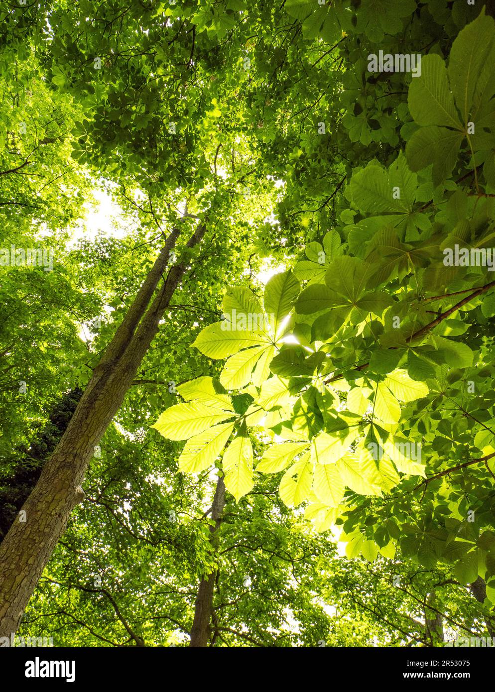 View Looking up into Trees, Balmore Walk, Caversham, Reading, Berkshire ...
