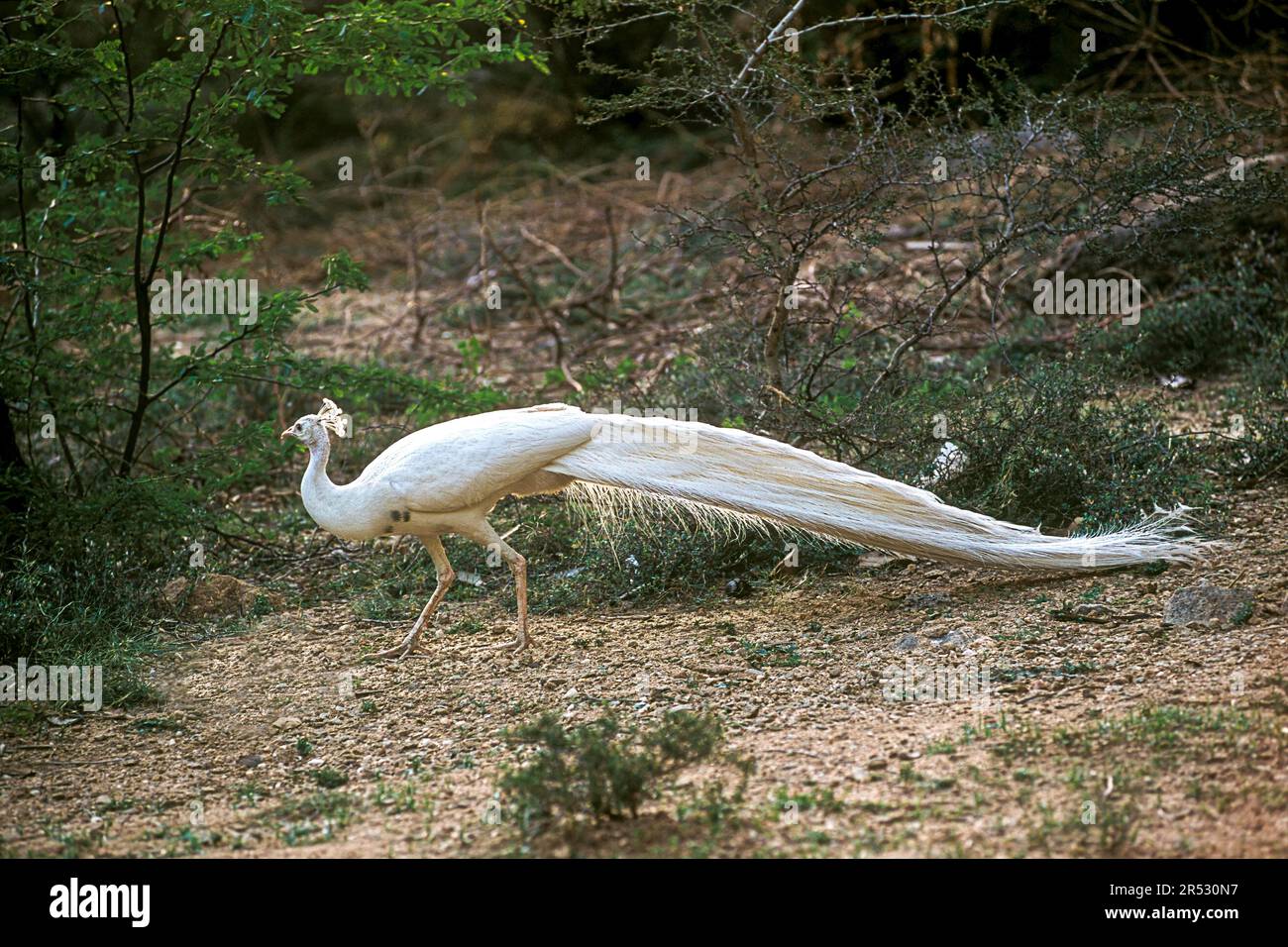White peafowls are Indian Blue Peafowls (Pavo cristatus) with a rare ...