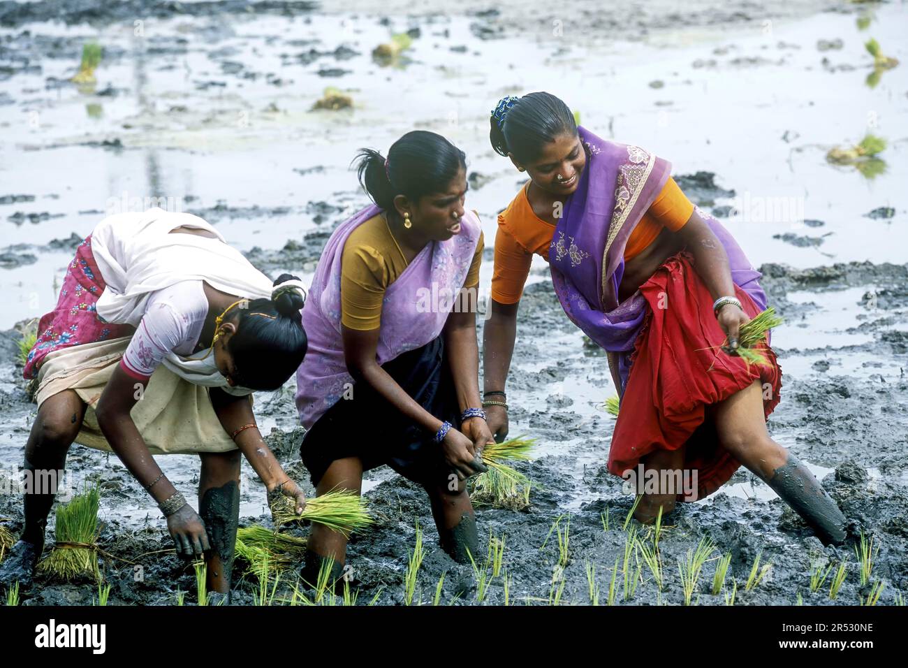 Women farmers planting rice in a knee deep clay soil Tamil Nadu, South ...