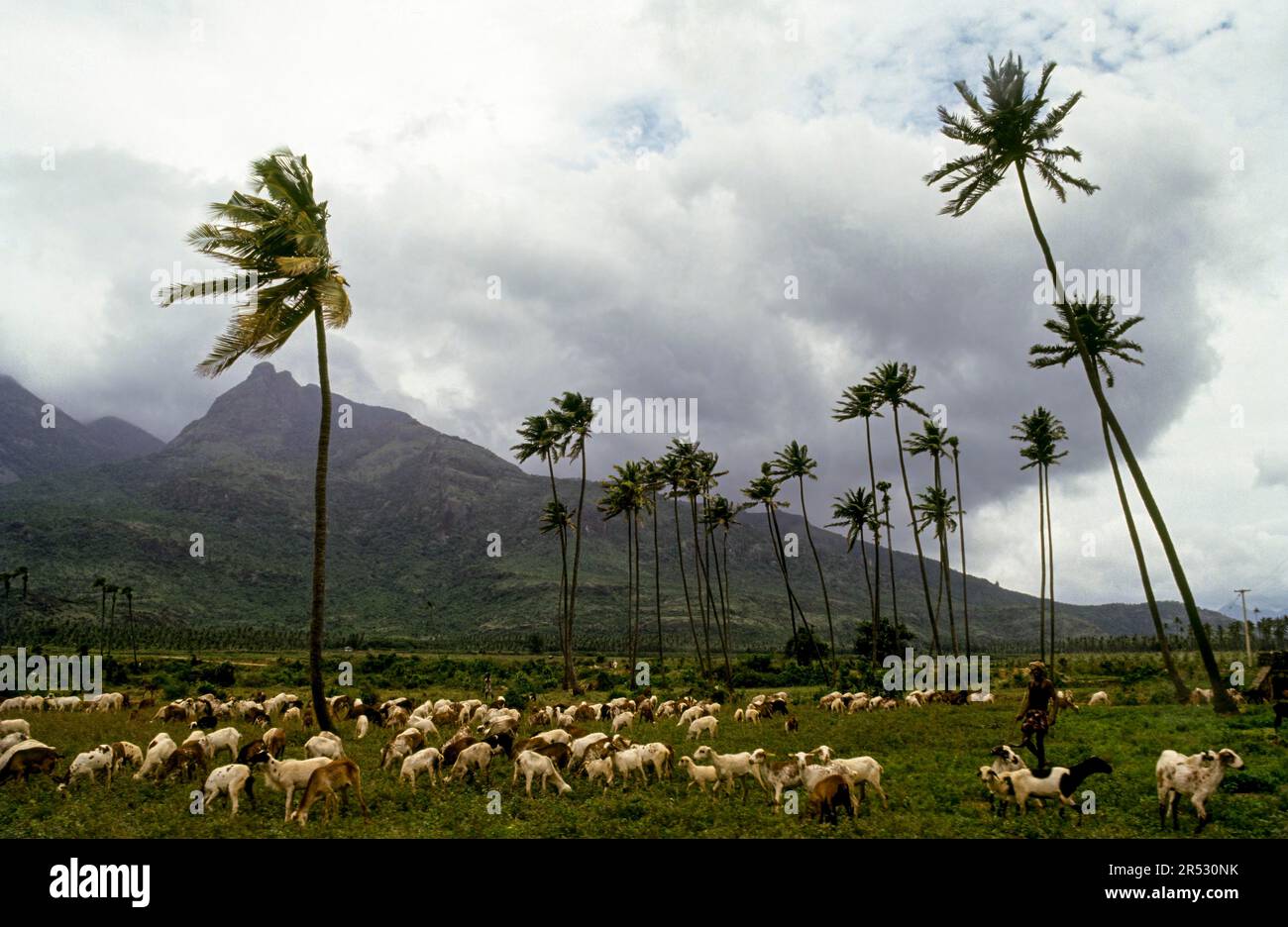 A man grazing a herd of goats at Courtalam Kutralam Kuttalam, Tamil ...