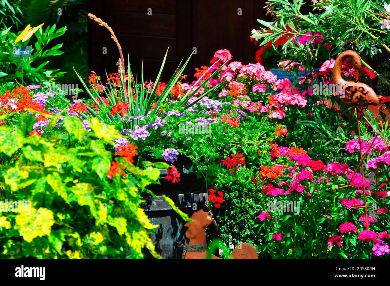 Geranium box hi-res stock photography and images - Alamy