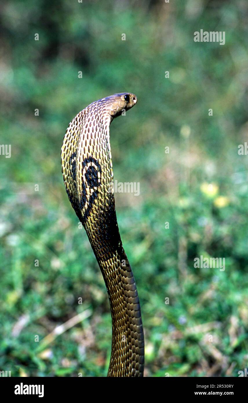 Snake, Indian cobra Indian spectacled cobra (Naja naja), captive, The ...