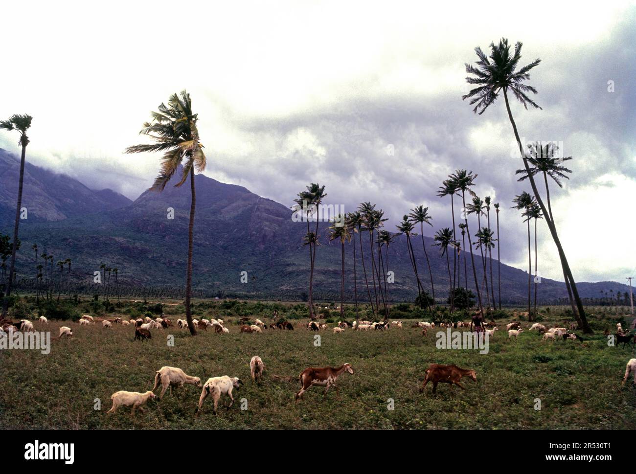 A man grazing a herd of goats at Courtalam Kutralam Kuttalam, Tamil ...