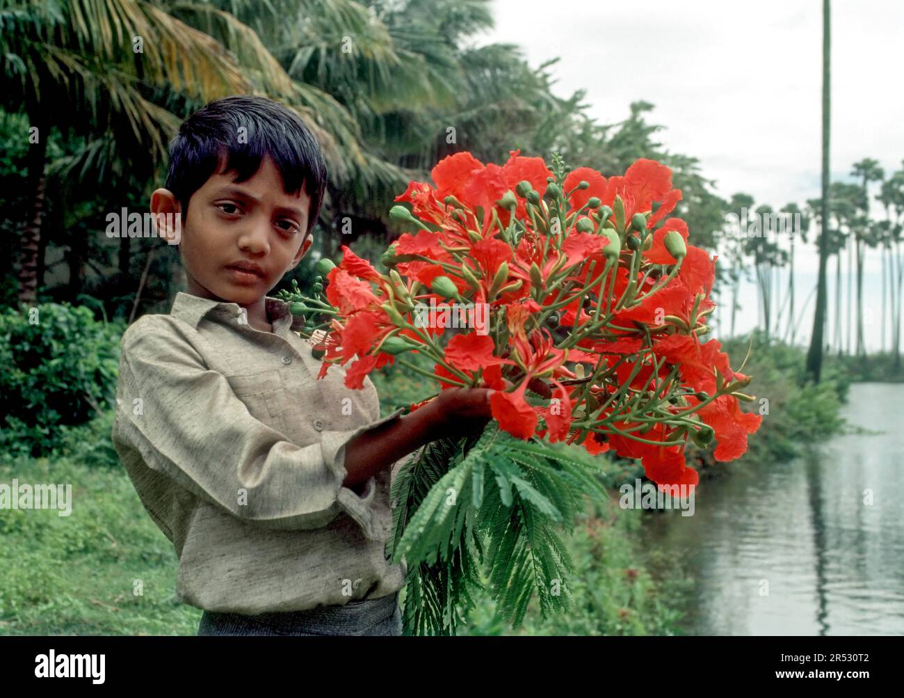 A boy holding Royal poinciana (Delonix regia) flowers at Courtalam ...
