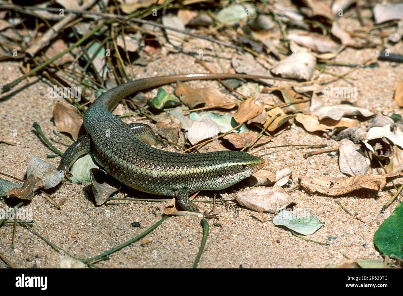 Indian skink hi-res stock photography and images - Alamy