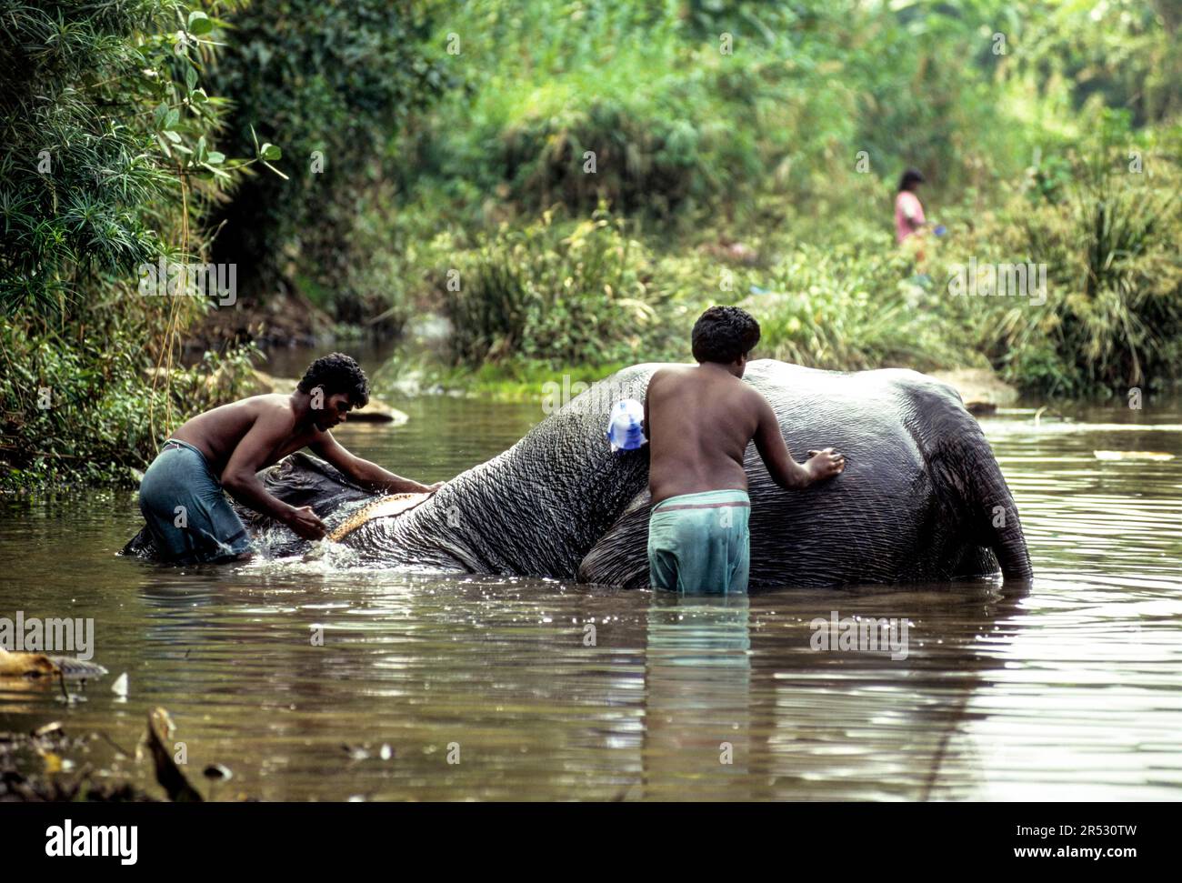 A temple elephant gets a bath from his mahout in a River at Courtalam ...
