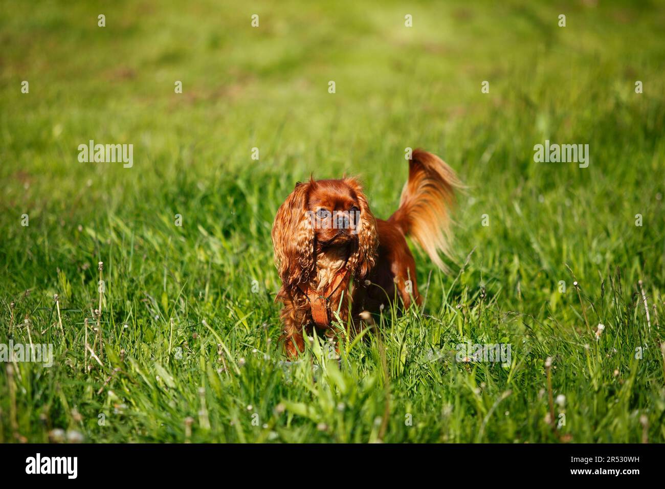Cavalier King Charles Spaniel, male, ruby red, in tall grass Stock ...