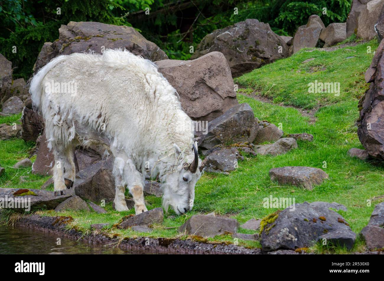 Mountain goat looking down from rock Stock Photo - Alamy