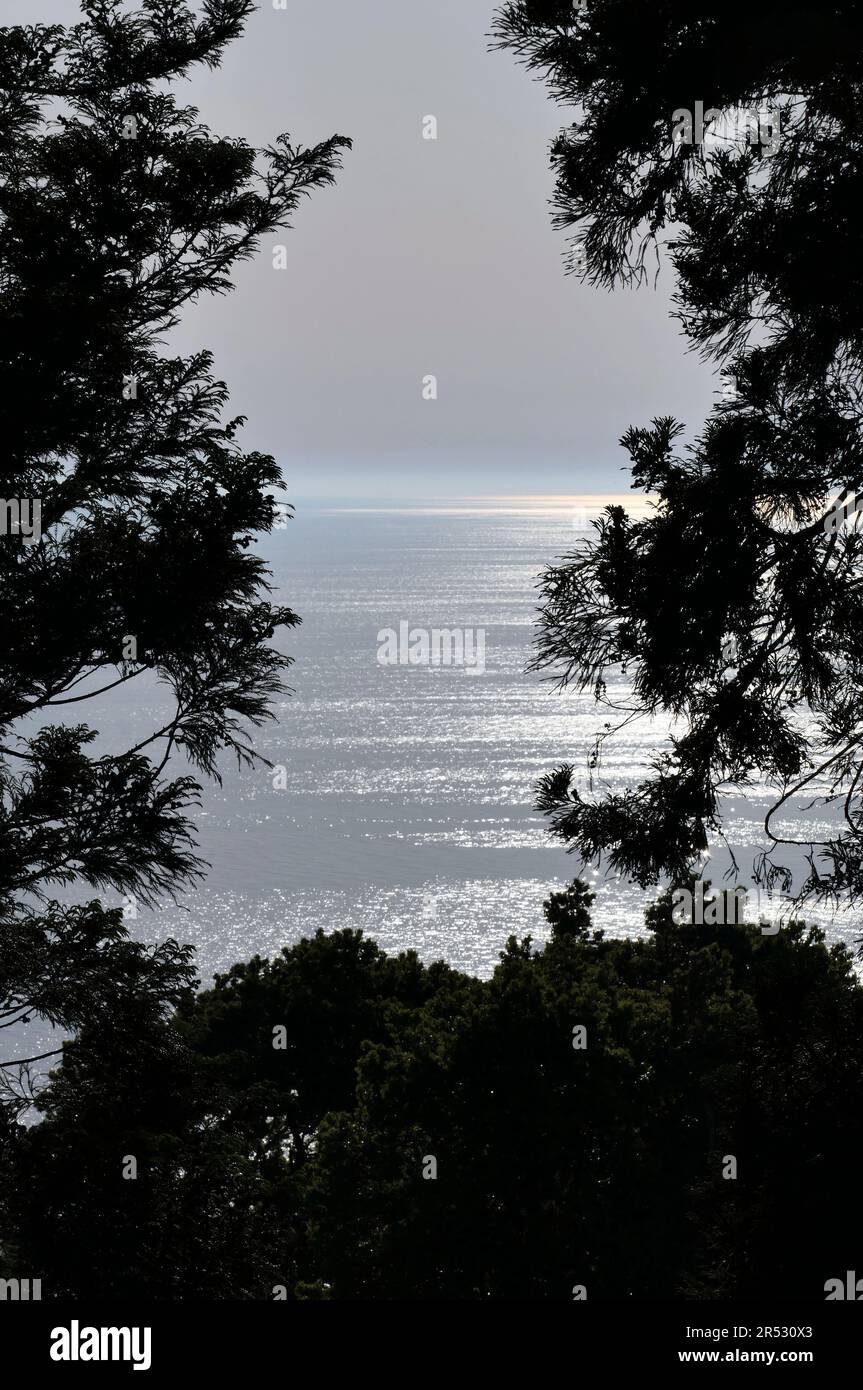 Sea through trees hi-res stock photography and images - Alamy