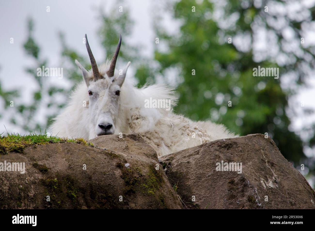 Mountain goat looking down from rock Stock Photo - Alamy
