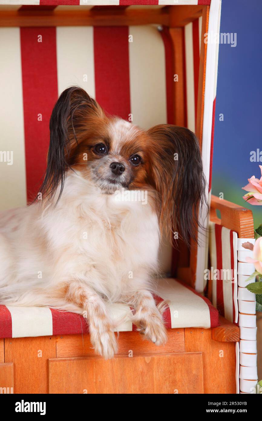 Papillon, butterfly dog, continental dwarf spaniel Stock Photo - Alamy
