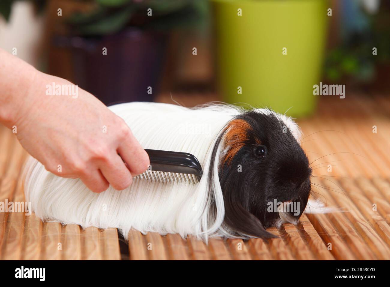 Guinea pig long hair comb hi-res stock photography and images - Alamy