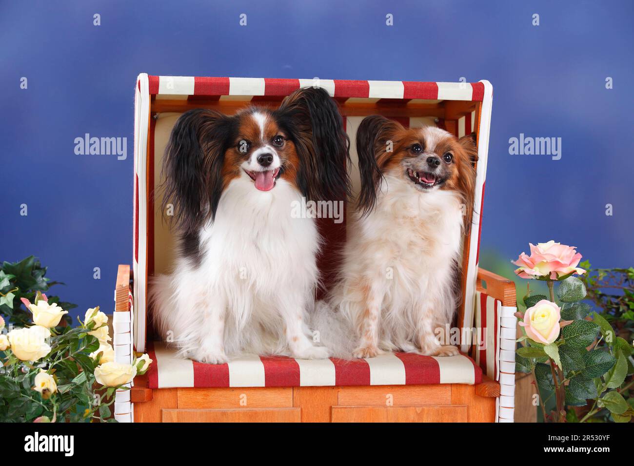 Papillons, Butterfly Puppies, Continental Dwarf Spaniels Stock Photo ...