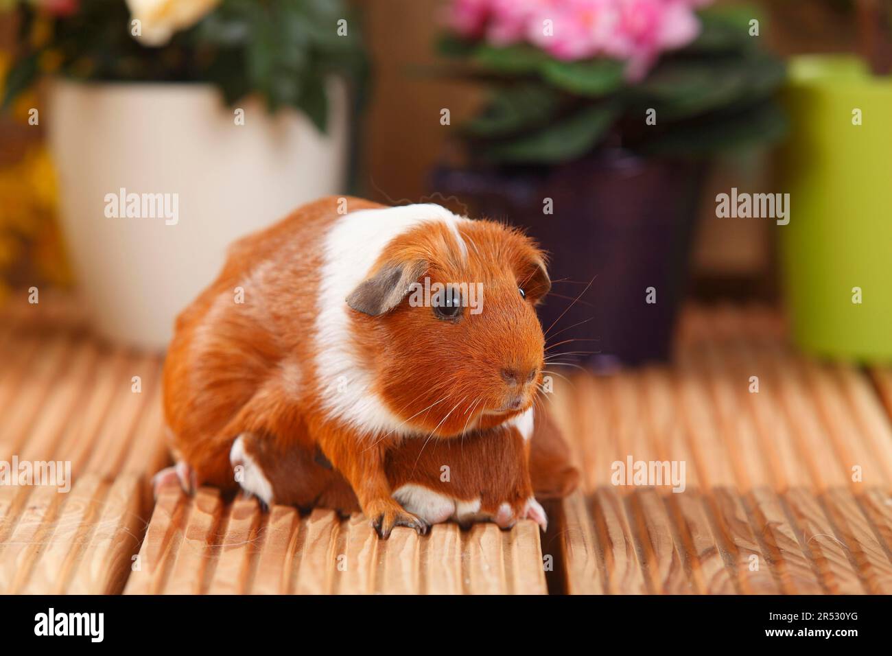 English Crested Guinea Pig Pig with kittens, red and white, 4 days old ...