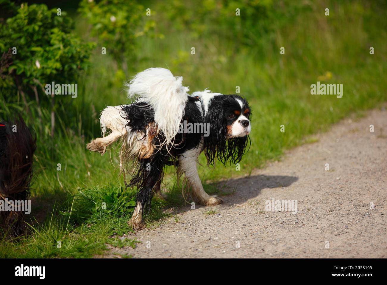 Cavalier King Charles Spaniel, male, tricolour, urinating, urinating ...