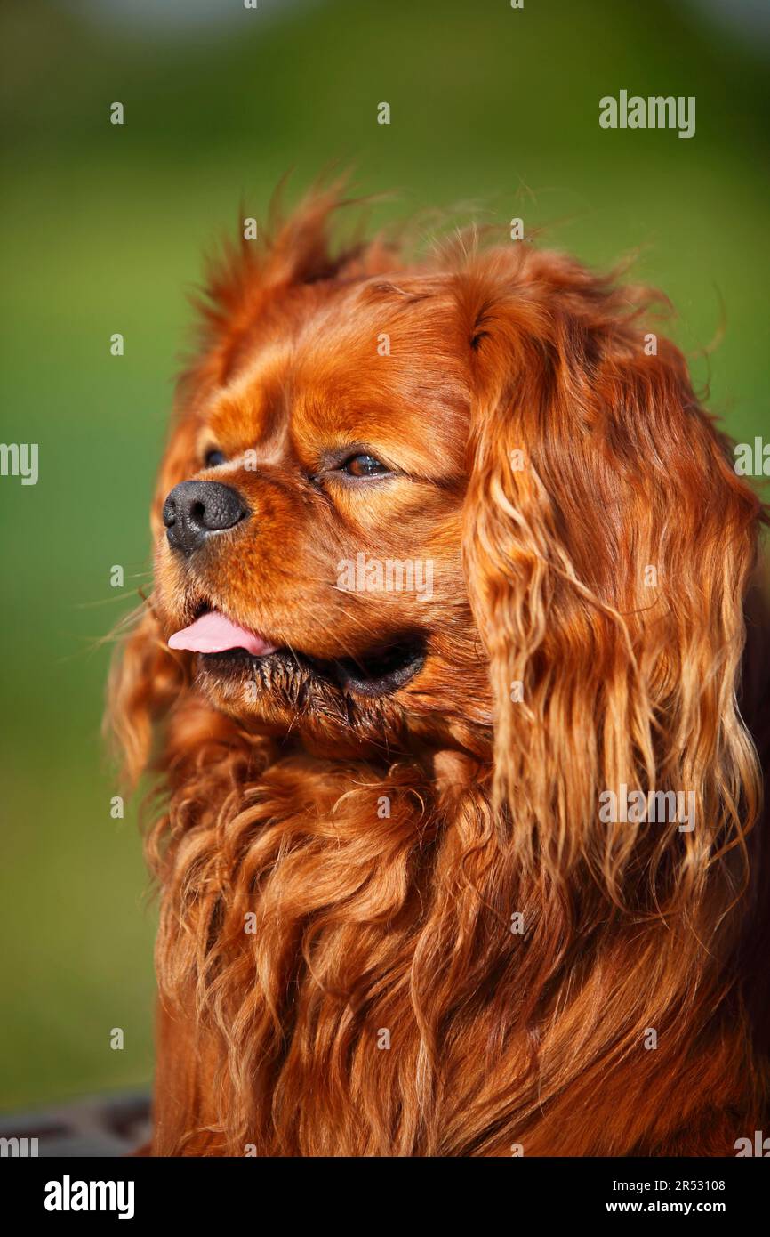 Cavalier King Charles Spaniel, male, ruby red Stock Photo - Alamy