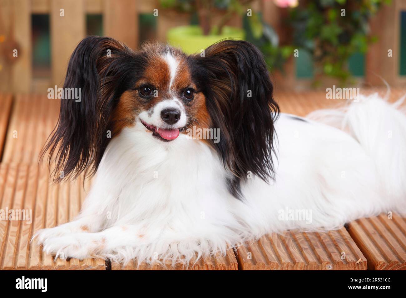 Papillon butterfly hi-res stock photography and images - Alamy