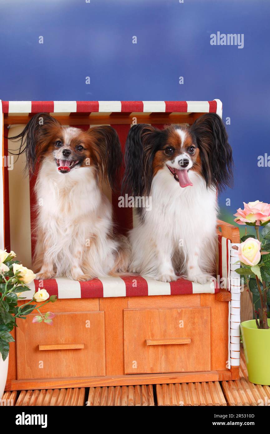 Papillons, Butterfly Puppies, Continental Dwarf Spaniels Stock Photo ...