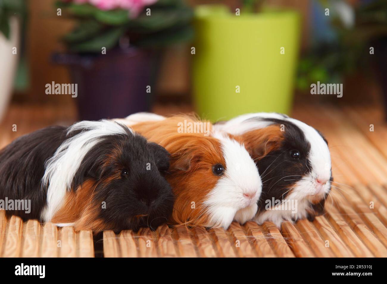 Sheltie guinea pig, tortoiseshell with white and red-white, Peruvian ...