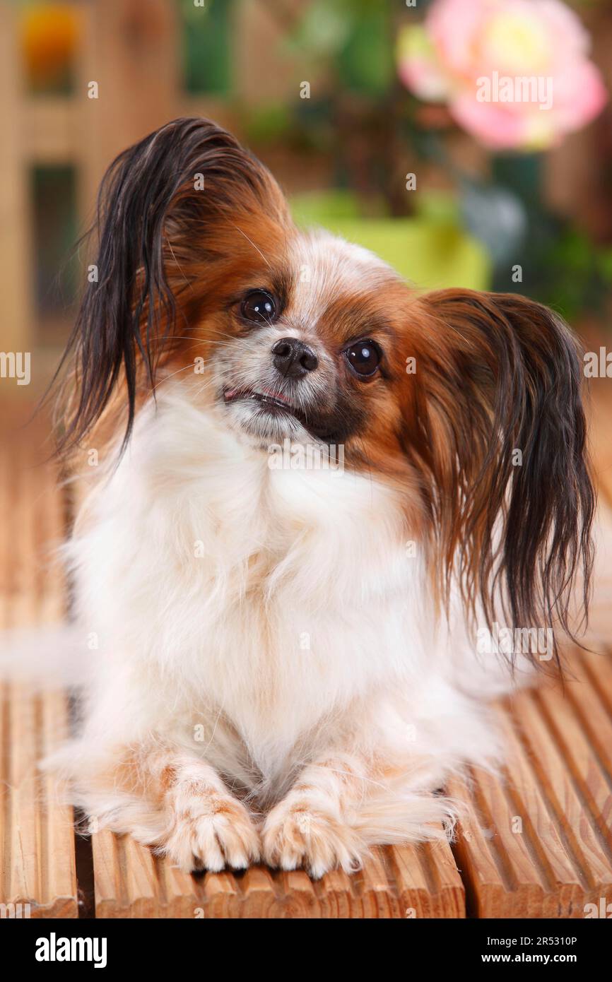 Dwarf spaniel hi-res stock photography and images - Alamy