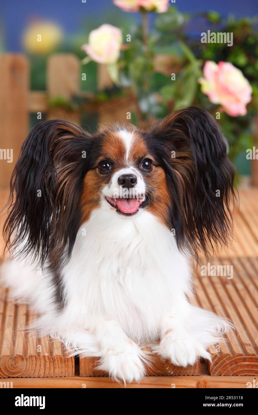 Papillon butterfly hi-res stock photography and images - Alamy