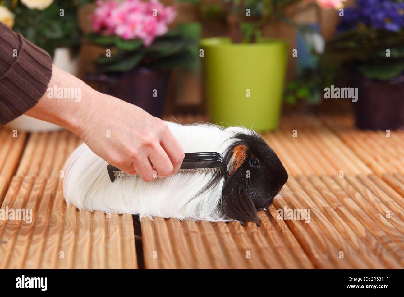 Sheltie guinea pig, tortoiseshell with white, being combed, Peruvian ...