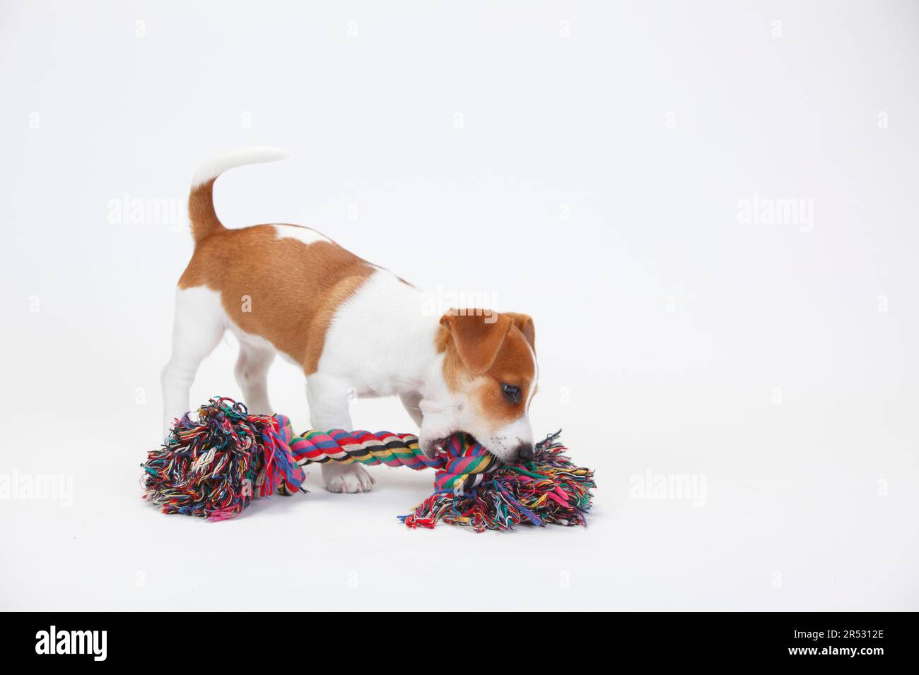 Jack Russell Terrier, Puppy, 9 weeks, Bitch, Toys, Chewing Rope, Play ...