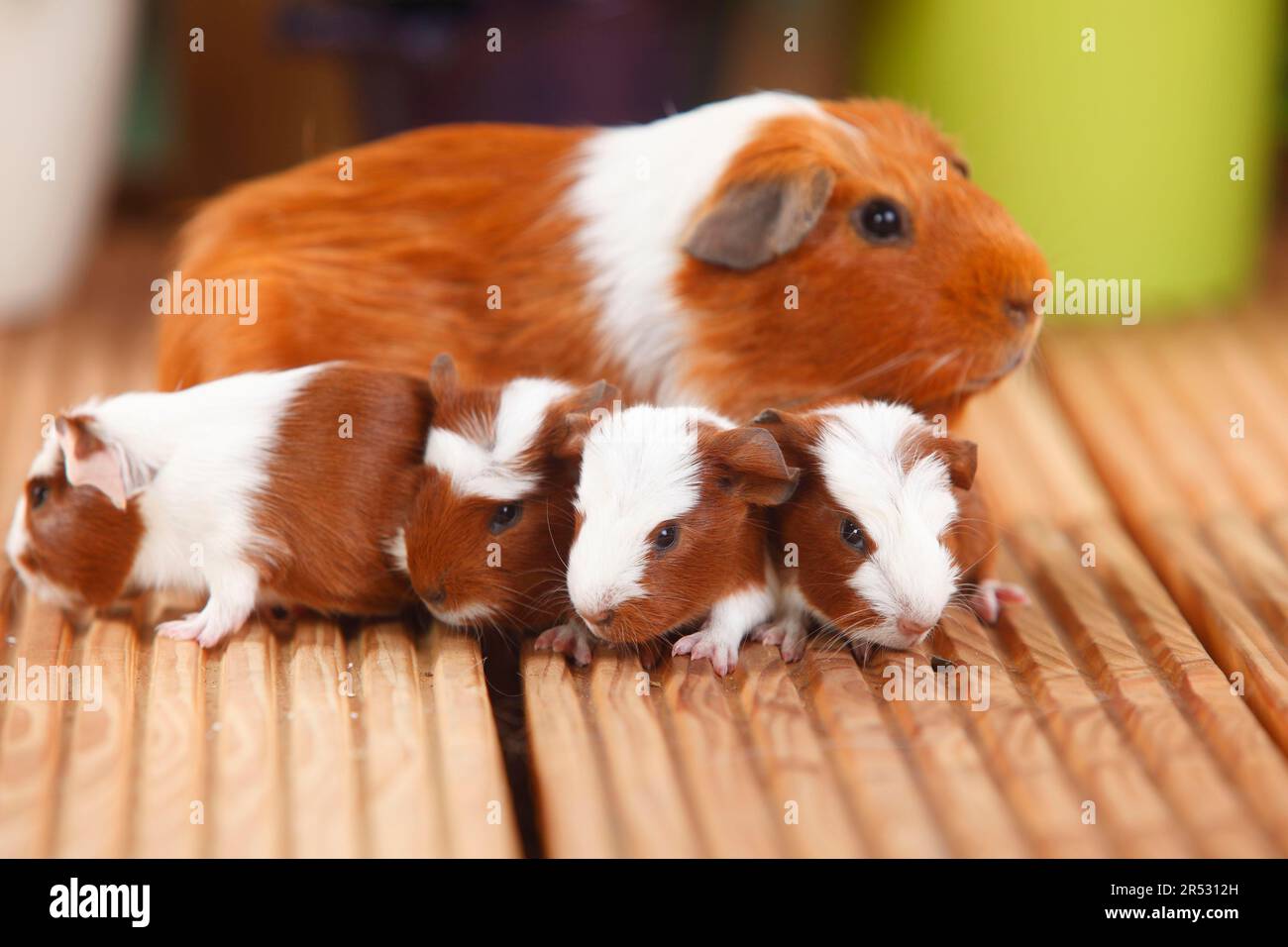 English Crested Guinea Pig Pig with kittens, red and white, 4 days old ...
