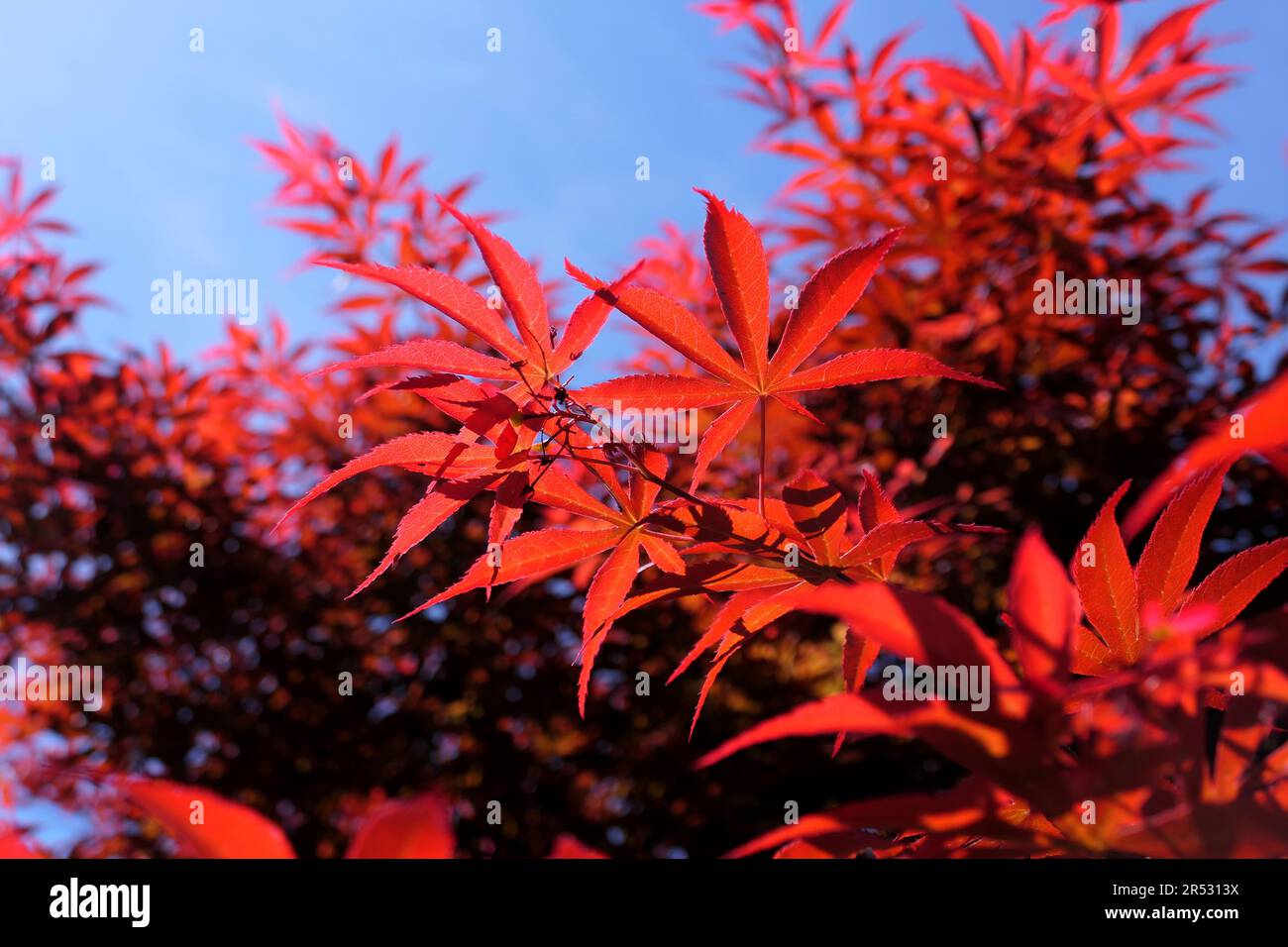 leaves and branches of red maple Stock Photo - Alamy