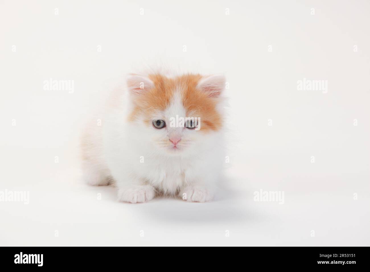 British longhair cat, kitten, 8 weeks, red-white, Highlander, Lowlander ...