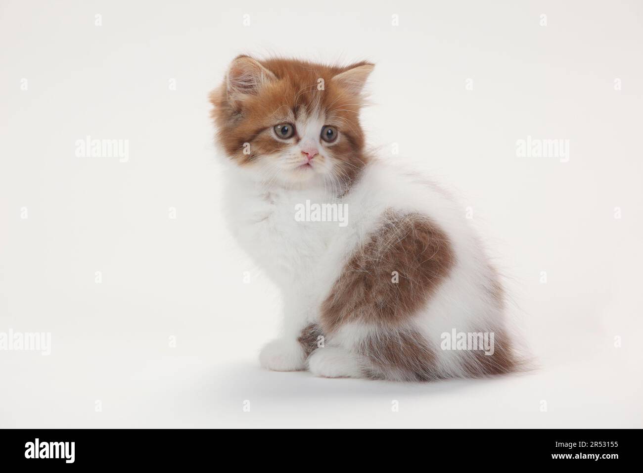 British longhair cat, kitten, 8 weeks, chocolate-tabby-mackerel-white ...