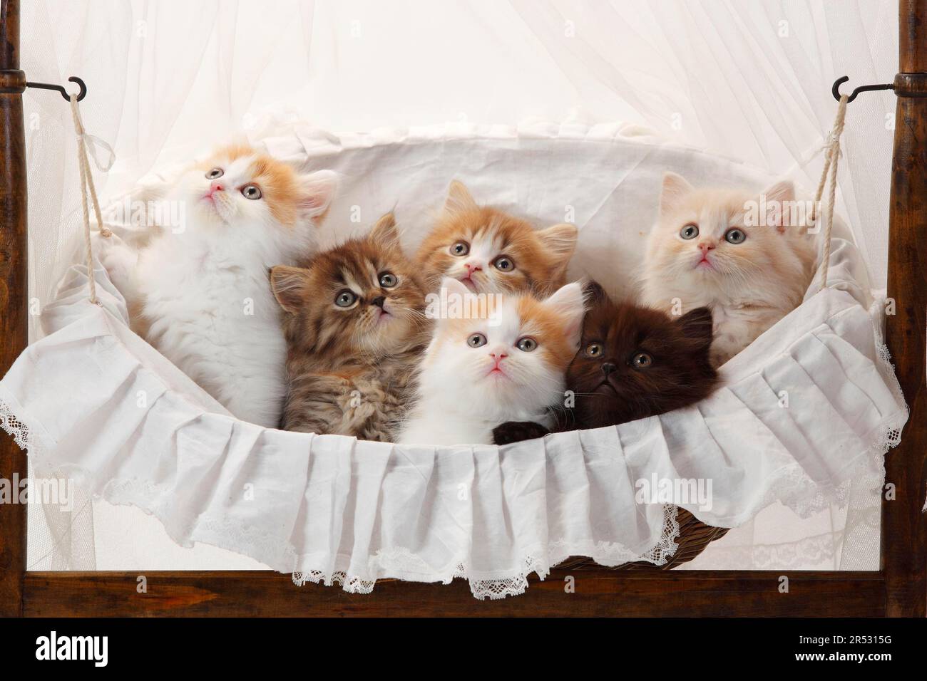 British longhair cat, kitten, 8 weeks, Highlander, Lowlander, Britanica ...