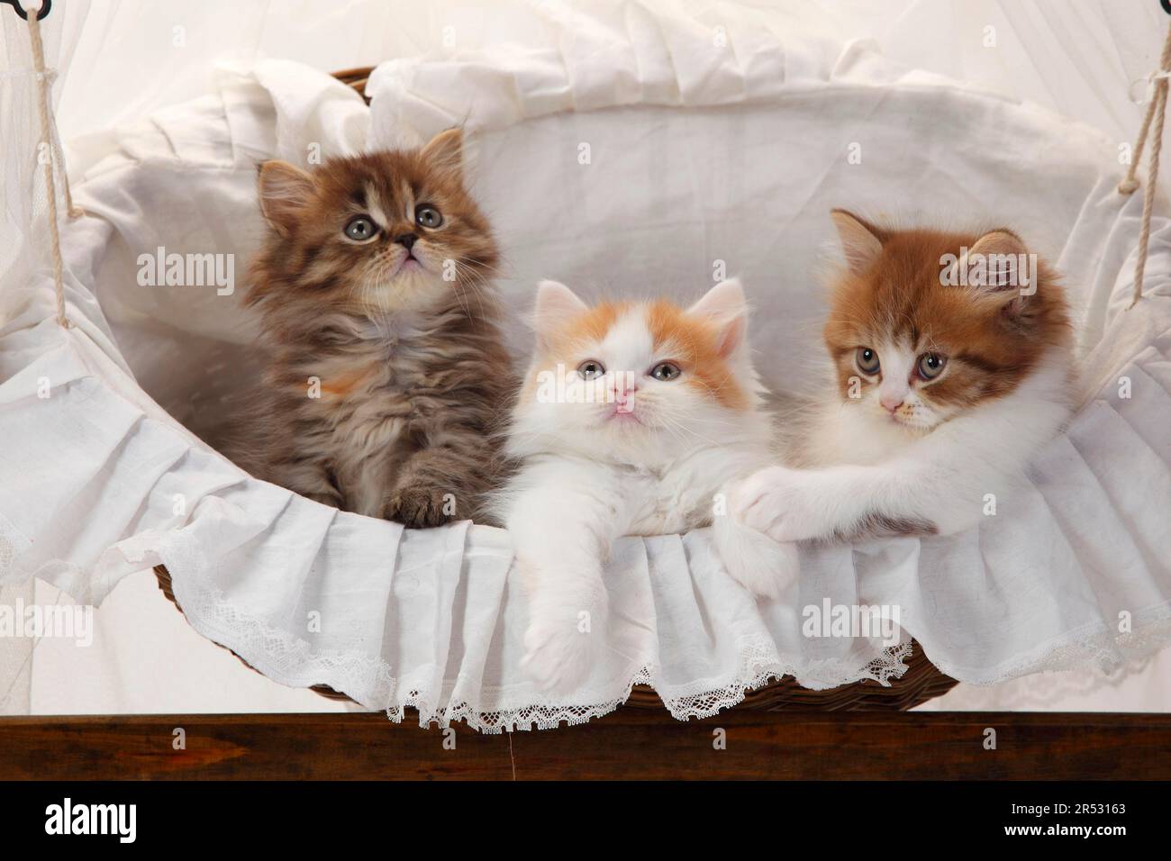 British longhair cat, kitten, 8 weeks, Highlander, Lowlander, Britanica ...