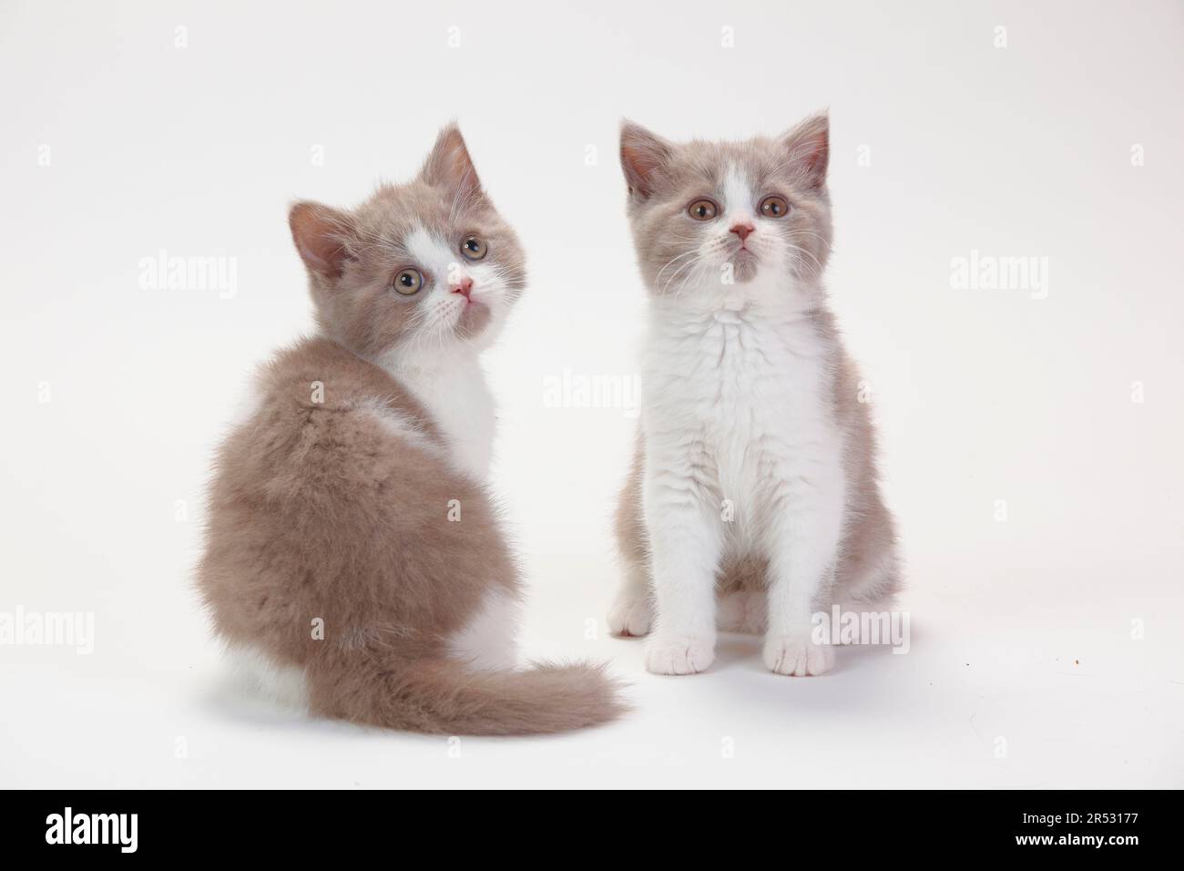 British longhair cats, kitten, fawn-white, 9 weeks, Highlander ...