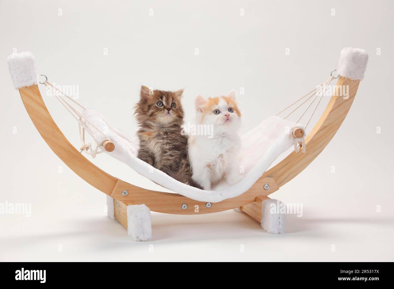 British longhair cat, kitten, 8 weeks, black-torbie-mackerel and red ...